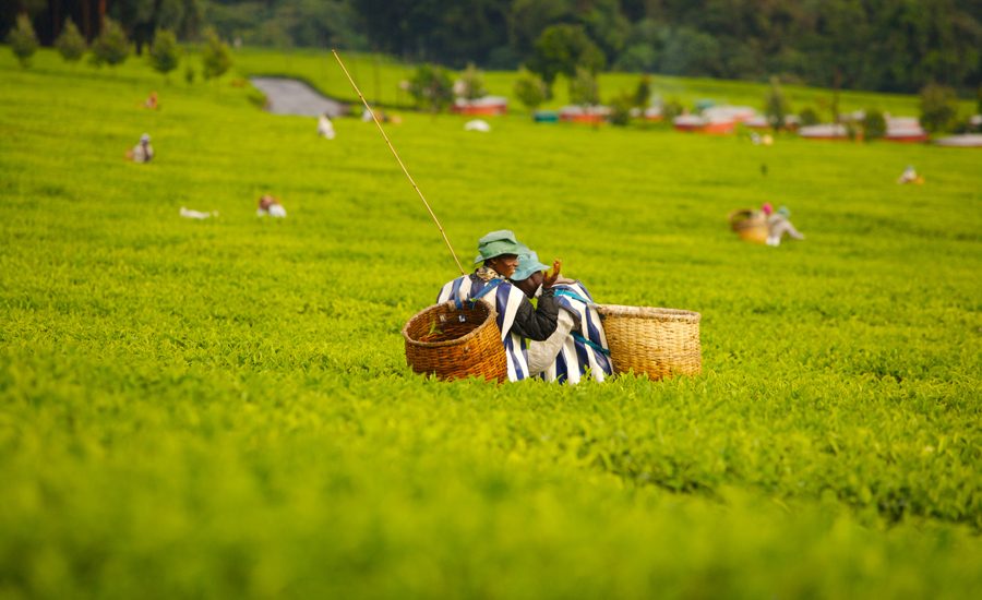 The Future of Tea is Changing | 2017-07-01 | Beverage Industry